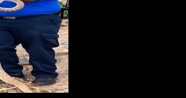 Maybe one of the biggest rattlers you've ever seen | Local News Stories ...