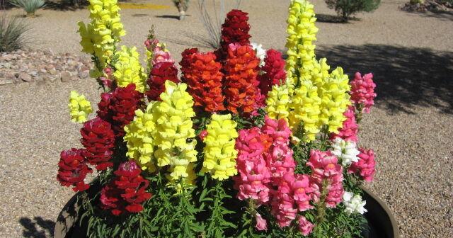 Green Valley Gardeners: Sensational snapdragons in the landscape | Get ...