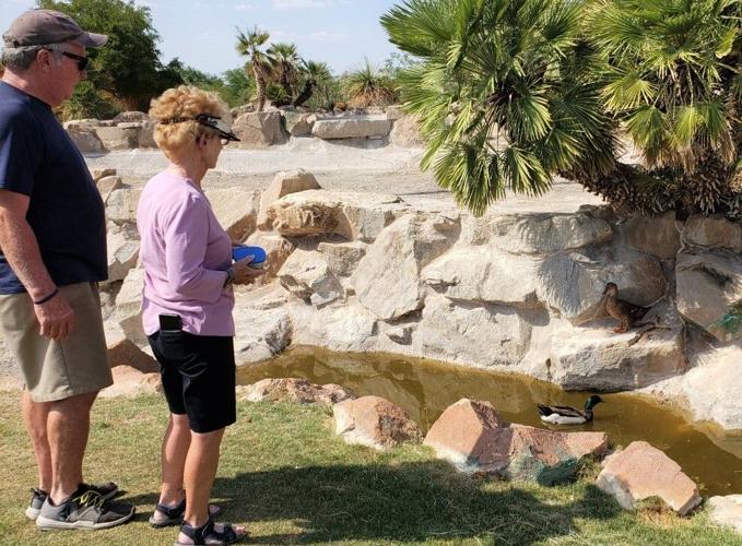 Quail Creek ducks have help through renovation | Local News Stories ...