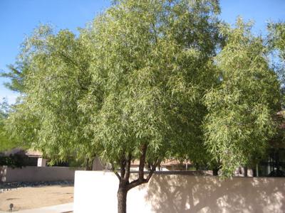 Green Valley Gardeners: Is an African Sumac tree in your future? | Get ...