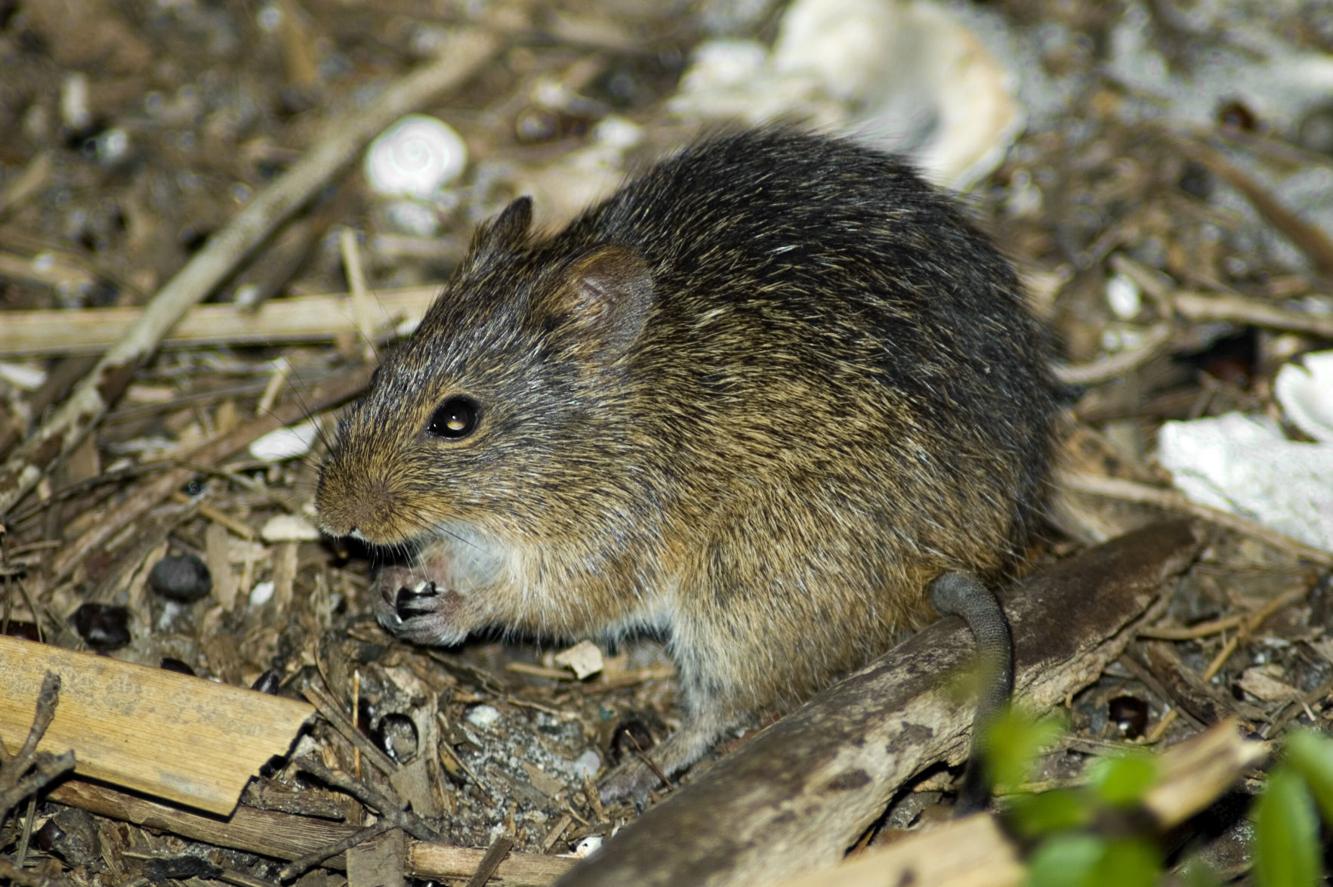 Look Out for Pack Rats and Mice this Winter | Bill's Home Service ...