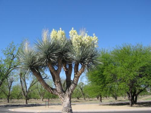 GV Gardeners: Stately yucca, symbol of the Southwest | Get Out | gvnews.com