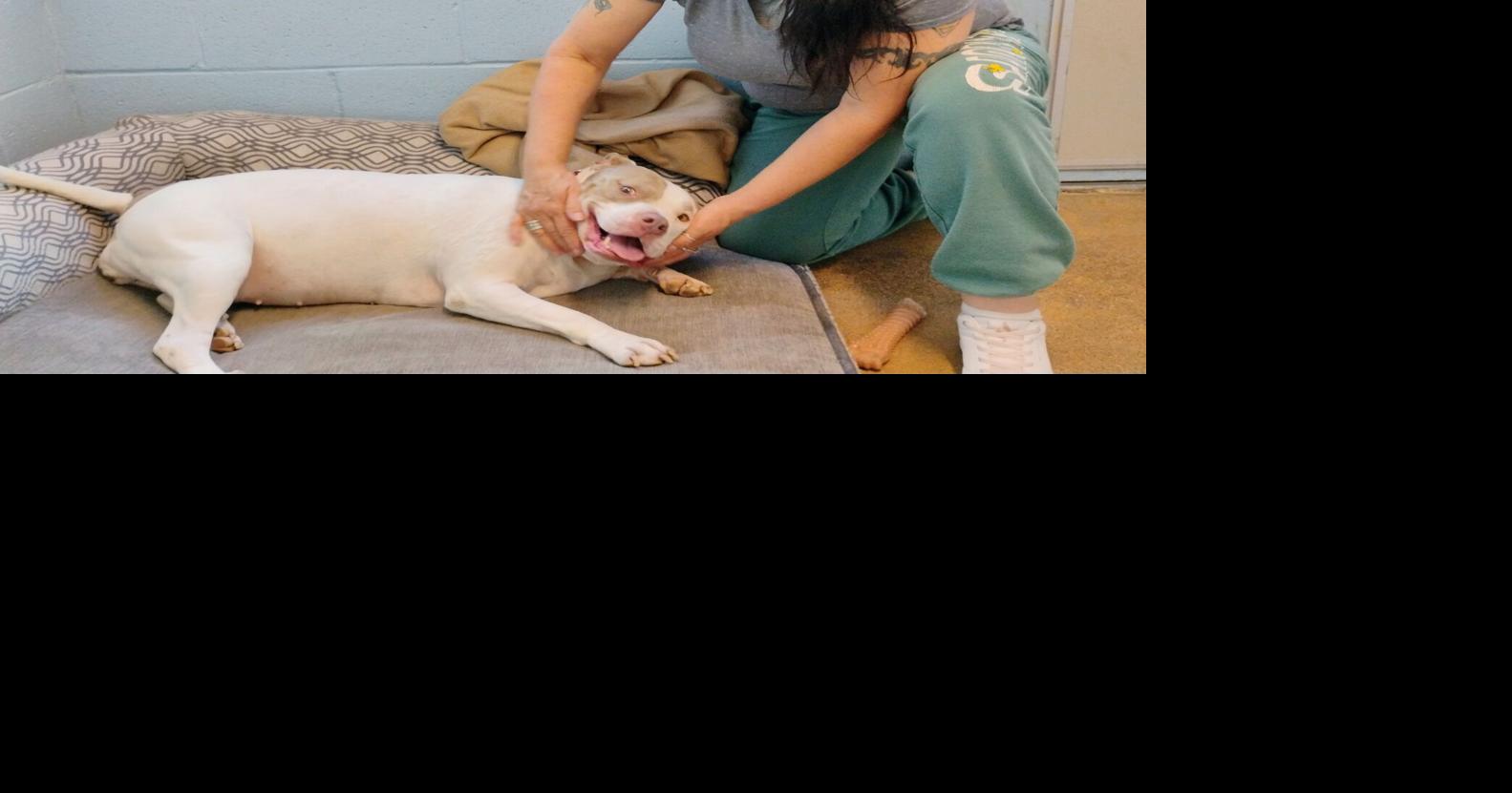 Heart of the shelter: She lives with dogs, cats at TALGV | Local News ...