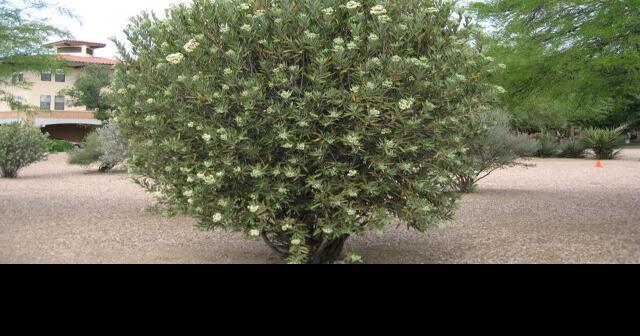 Green Valley Gardeners: Native oleander brings rose-like blooms to the ...