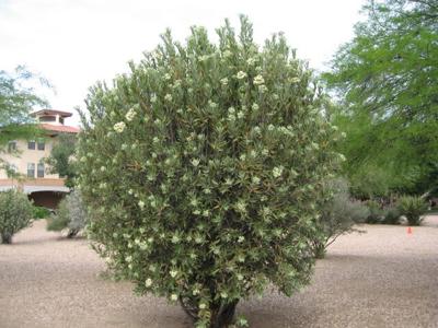 Green Valley Gardeners: Native oleander brings rose-like blooms to the ...