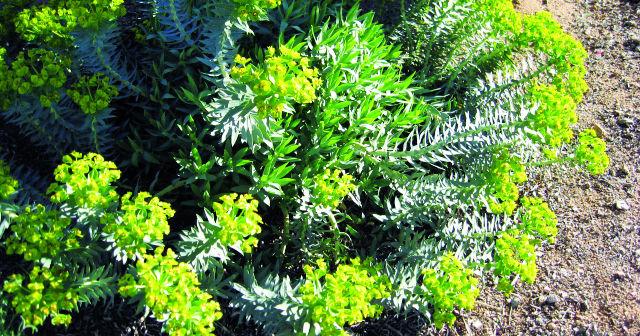 Desert plants for snowbird gardens | Get Out | gvnews.com