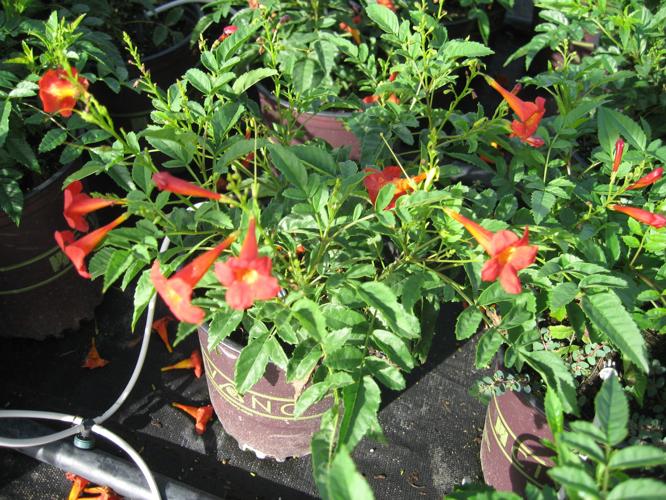 GV Gardeners: Check out red hot plant picks | Get Out | gvnews.com