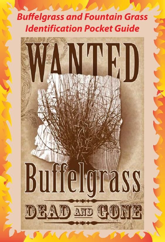 Buffelgrass identification guide | | gvnews.com
