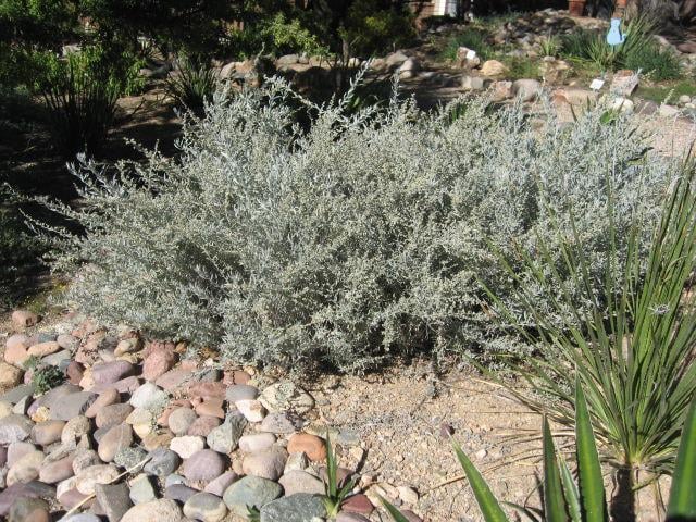 GV Gardeners: Choosing javelina-resistant native plants | Get Out ...
