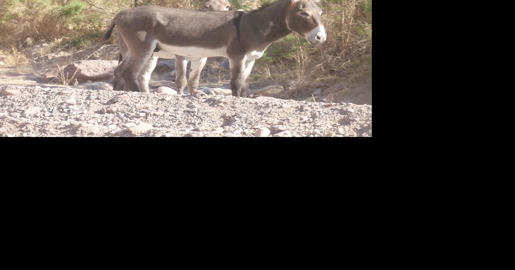 Travels With Two Sisters: Come to Chloride: Exploring Arizona's oldest ...