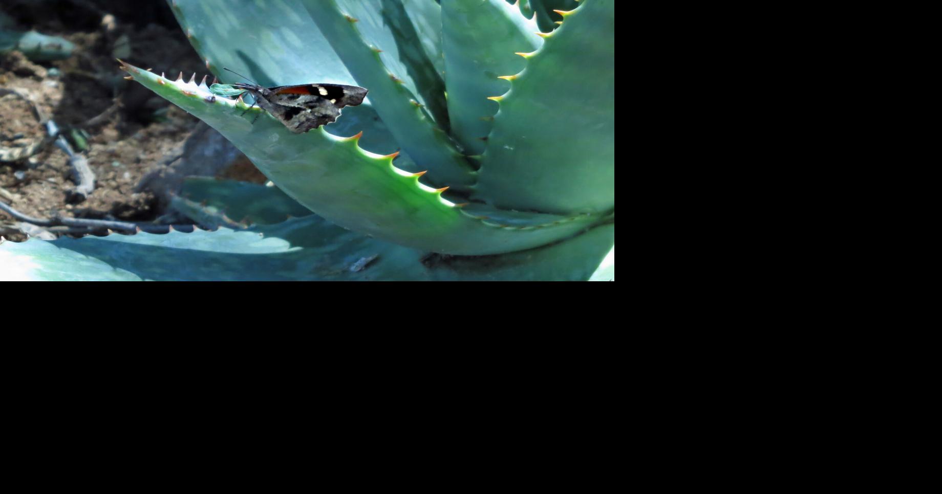 We're bugged: All that monsoon rain brought insects | Local News ...