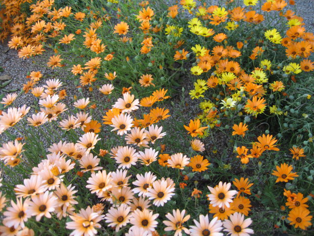 GV Gardeners: Return of yearly African Daisy magic | Get Out | gvnews.com