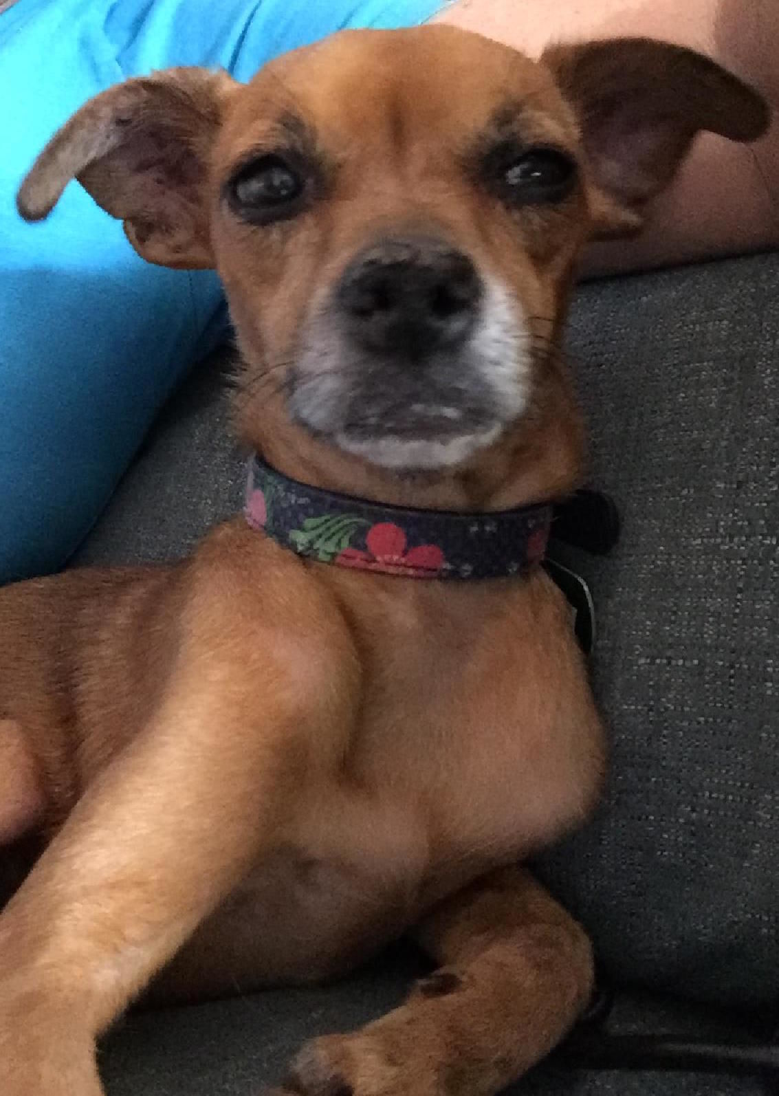 Our Stories: Little lost Chihuahua on the run | Get Out | gvnews.com