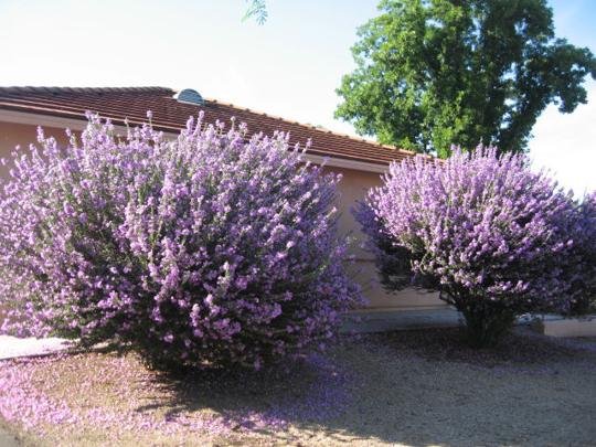 GV Gardeners: Texas beauty invades our desert | Get Out | gvnews.com