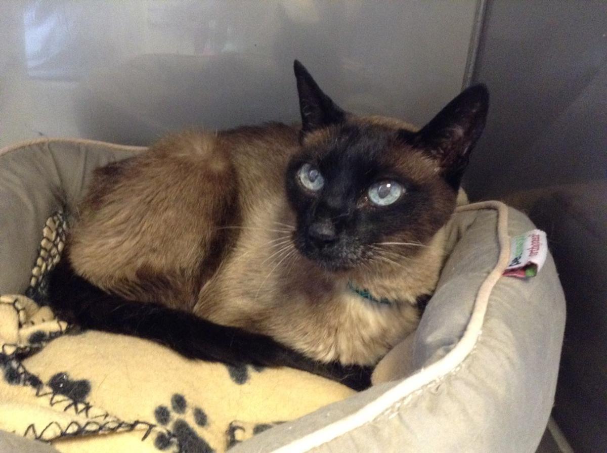 Our Stories: New home for one elderly Siamese | Get Out | gvnews.com