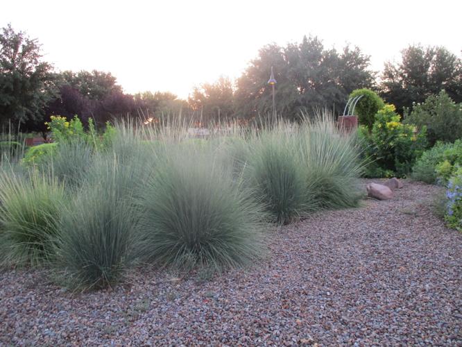 Green Valley Gardeners: Muhly grasses wave in any breeze | Get Out ...
