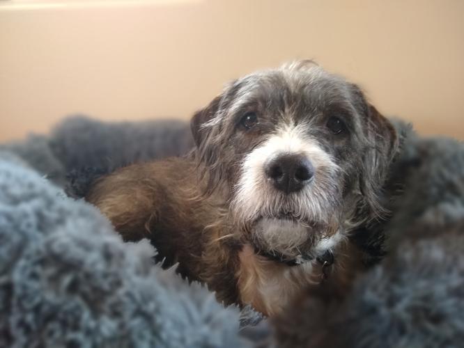 2022 Southern Arizona Pet Friends magazine photos | | gvnews.com