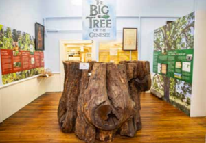 The Big Tree of the Genesee: A Symbol of History and Resilience ...