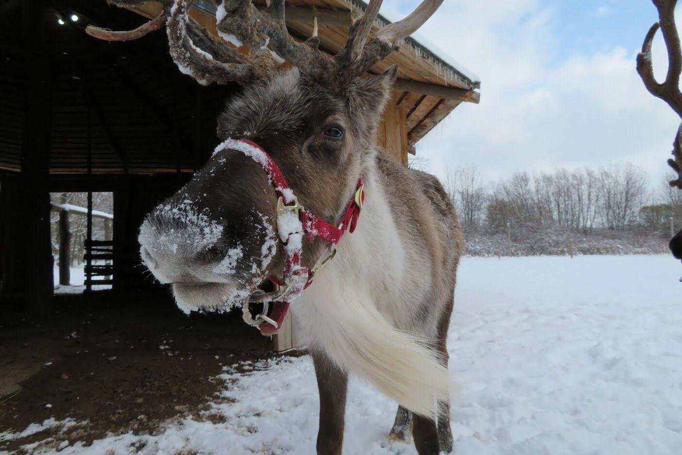 Behind the Scenes: The Enchanting World of Shortsville’s Reindeer Farm ...