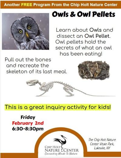 Explore Owl Pellets- Activity Night | Hometown Events | gvpennysaver.com