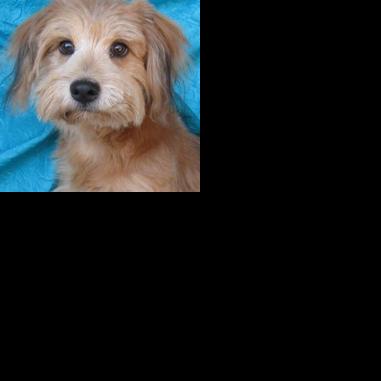 Support Joyful Rescues Howl-iday Donation Drive | Current Events ...