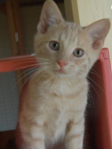 Support Joyful Rescues Howl-iday Donation Drive | Current Events ...