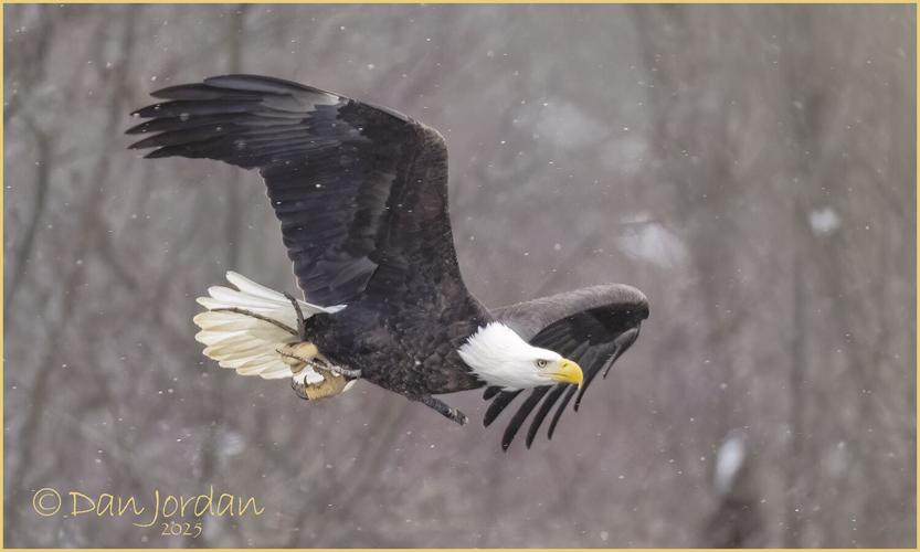 The Eagle Whisperer: Dan Jordan Shares His Passion for Wildlife ...