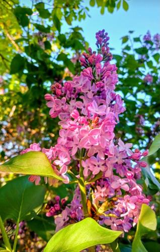 05-24-2024 Lilacs in Retsof | Hometown Photos | Community | gvpennysaver.com