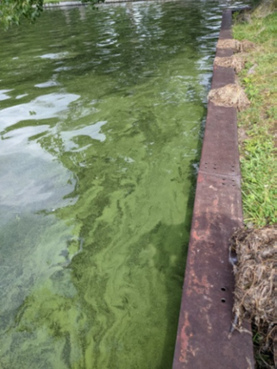 HARMFUL ALGAL BLOOM (HAB) HEALTH ADVISORY | | gvpennysaver.com