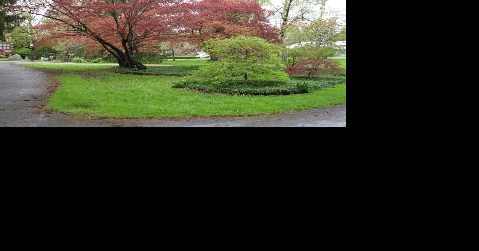 Japanese maples in spring, Sonnenberg Gardens | Hometown Photos ...