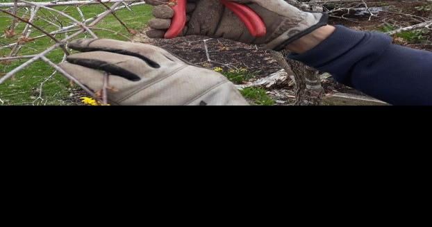 Now’s a Great time to do Some Pruning—But Let’s Do It Properly ...