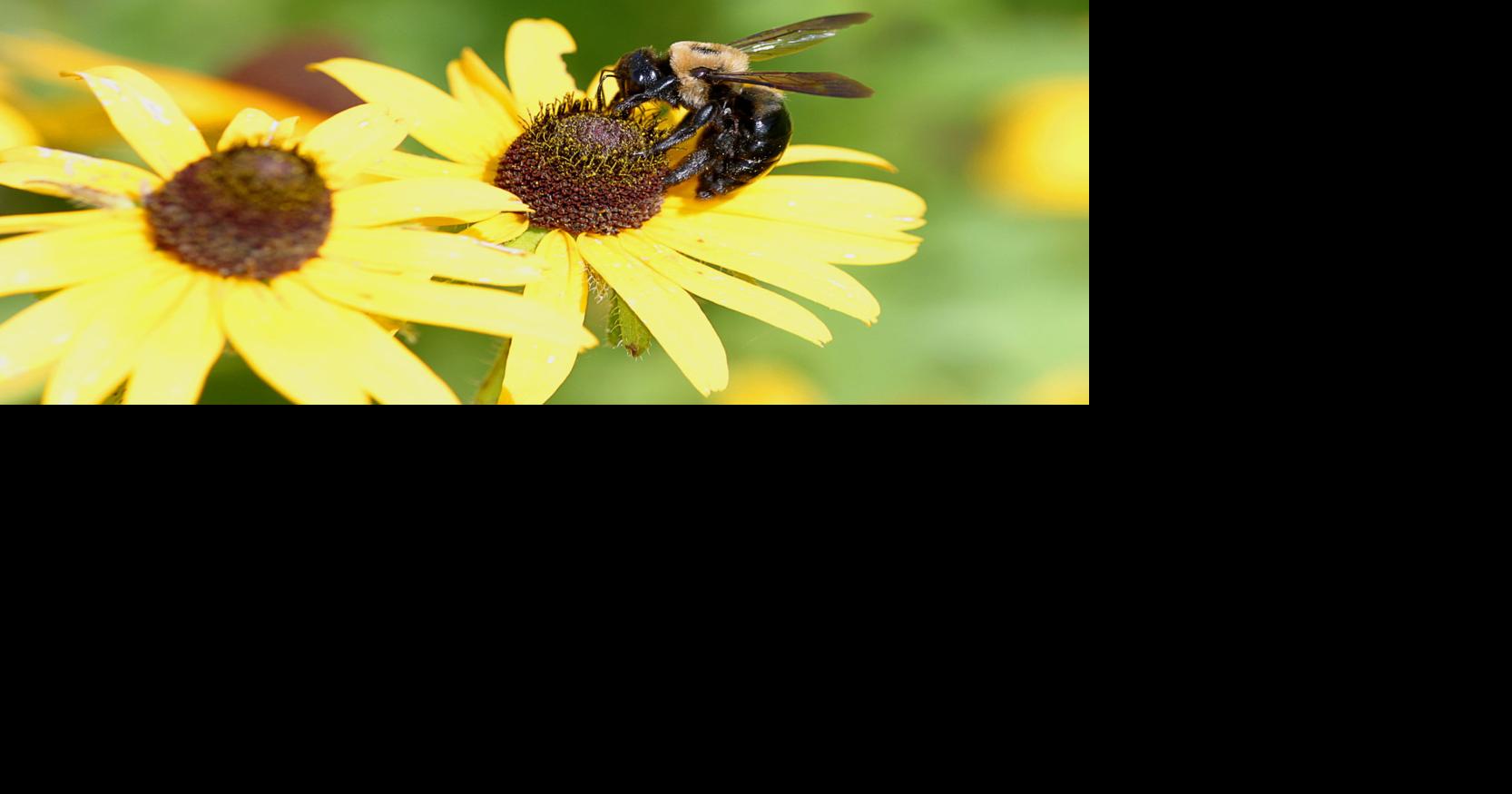 Honeybees: at the Genesee County Park & Forest | | gvpennysaver.com