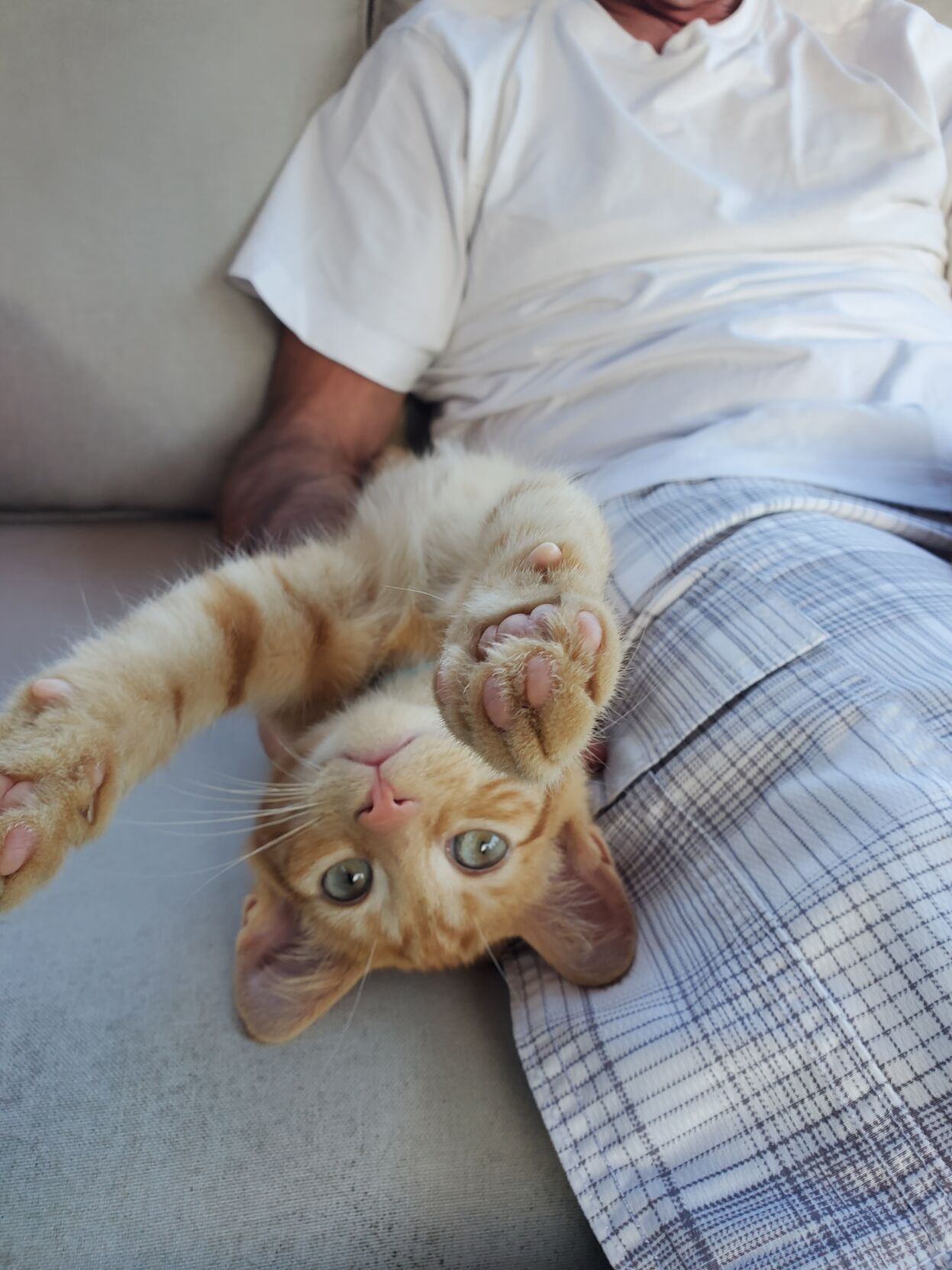 Claude Hopper - Pet of the Week 11/4/22 | Pets | gvpennysaver.com