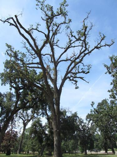 Saving drought stressed trees | Column Byline | hanfordsentinel.com