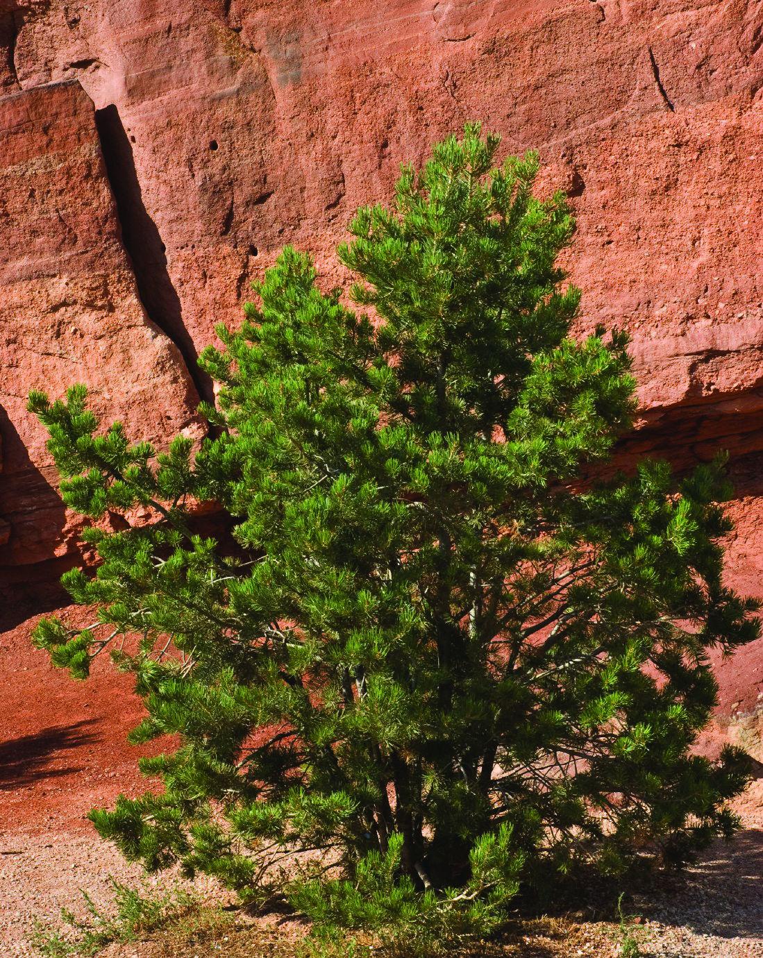 Meet the Pinyon Pine tree | Column Byline | hanfordsentinel.com