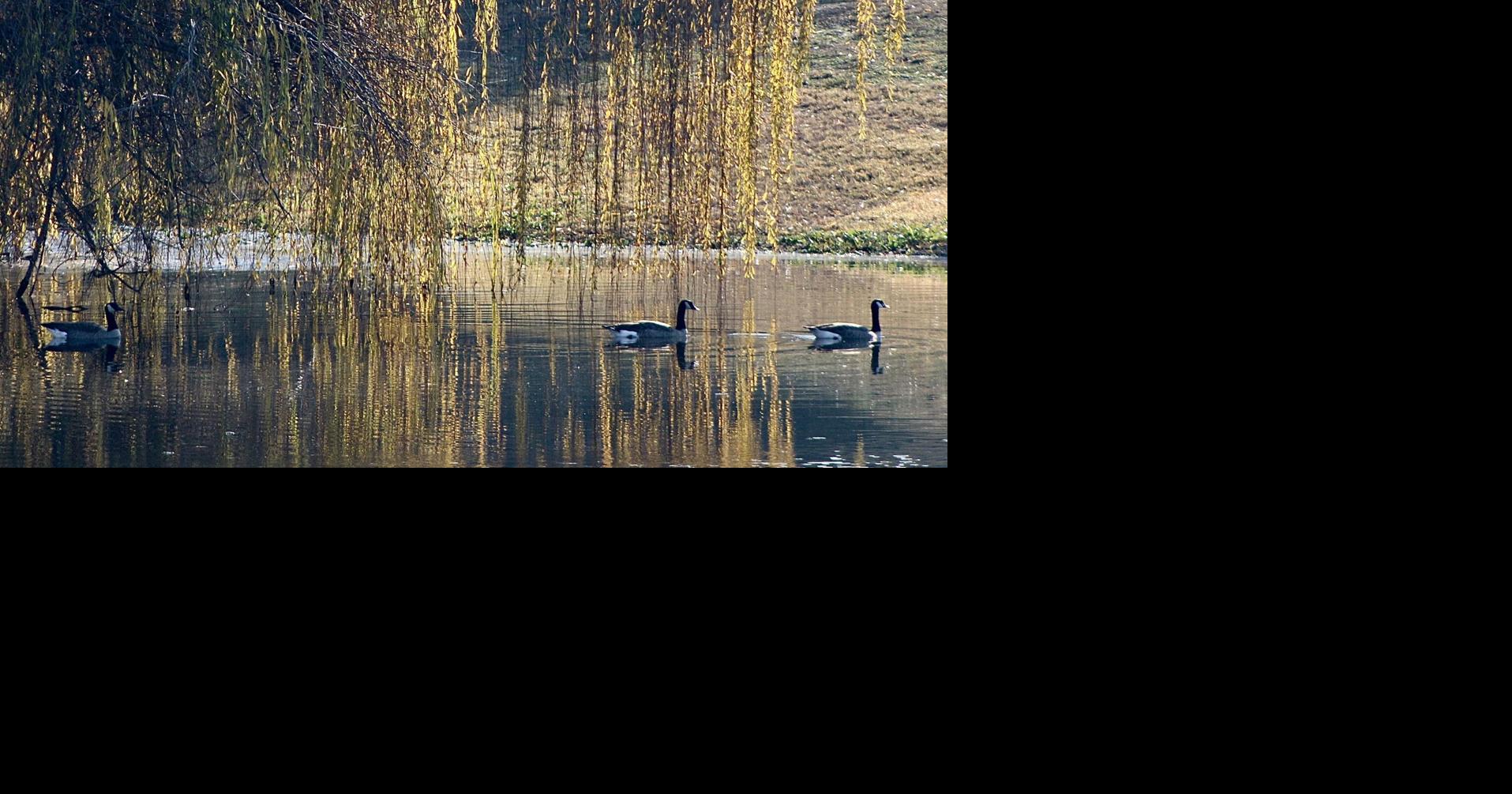 Geese enjoy the water and sun at a Hanford ponding basin | Local News ...