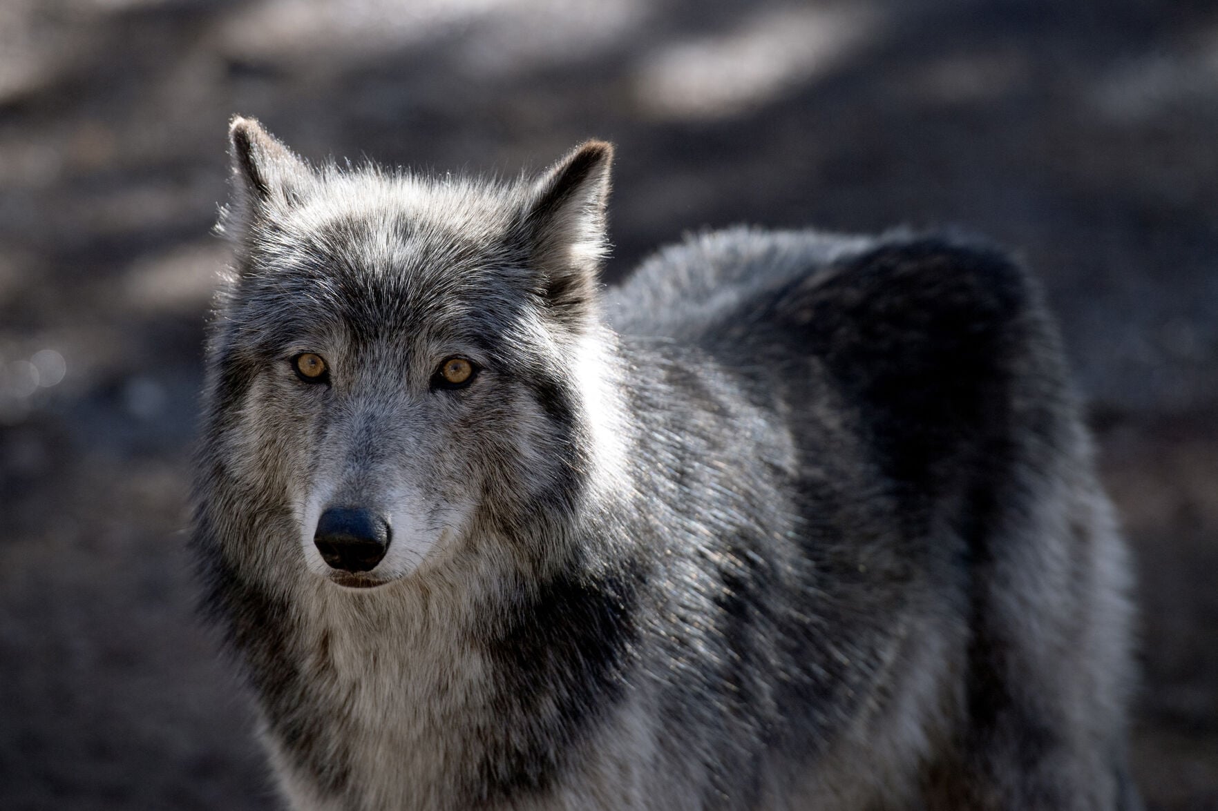 Colorado rancher acknowledges her employee shot wolf in March ...