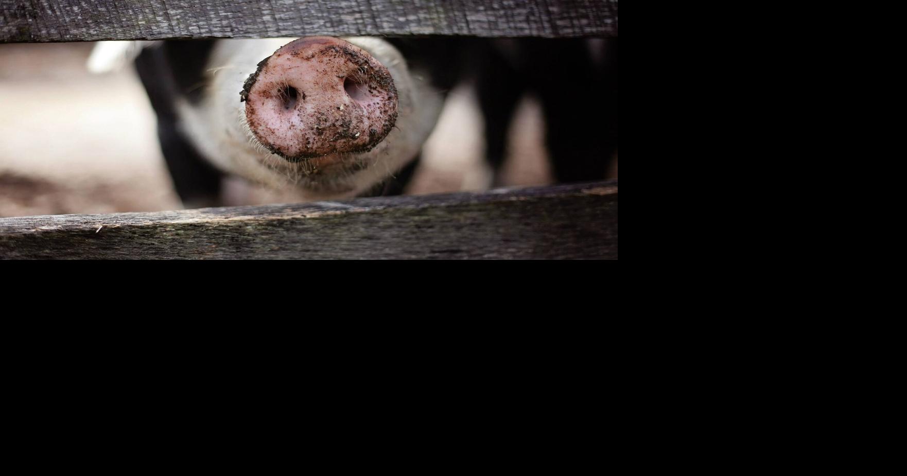 Animal welfare advocates should learn from hog farming case | Guest ...