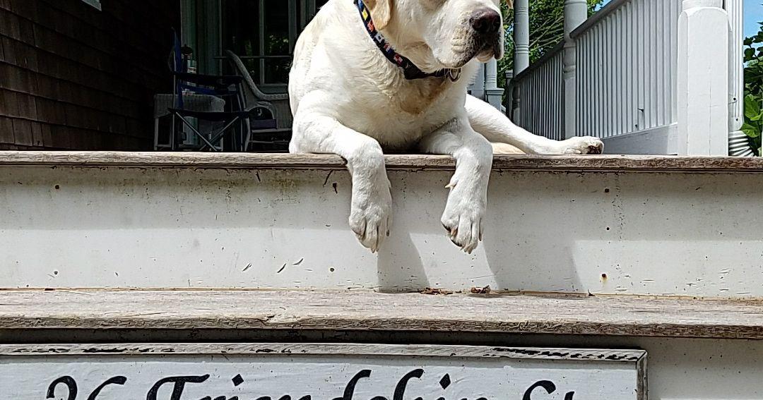 The dog that nurtured me | Lisa Smith Molinari | Lifestyles ...