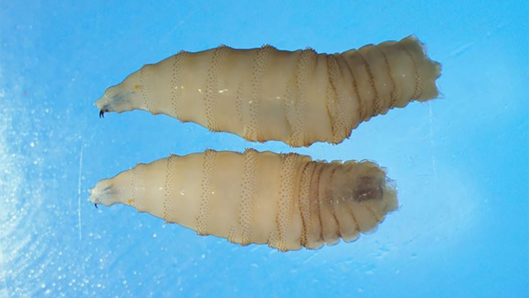 A flesh-eating worm from the 1960s is re-invading the US. Are ...
