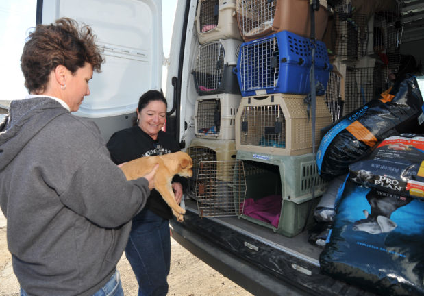 County Animal Services has lower euthanasia rate in 2012 | Local News ...