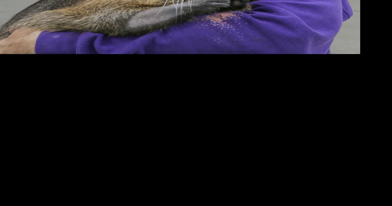 Pet Nutria Wildlife Officials | | hanfordsentinel.com