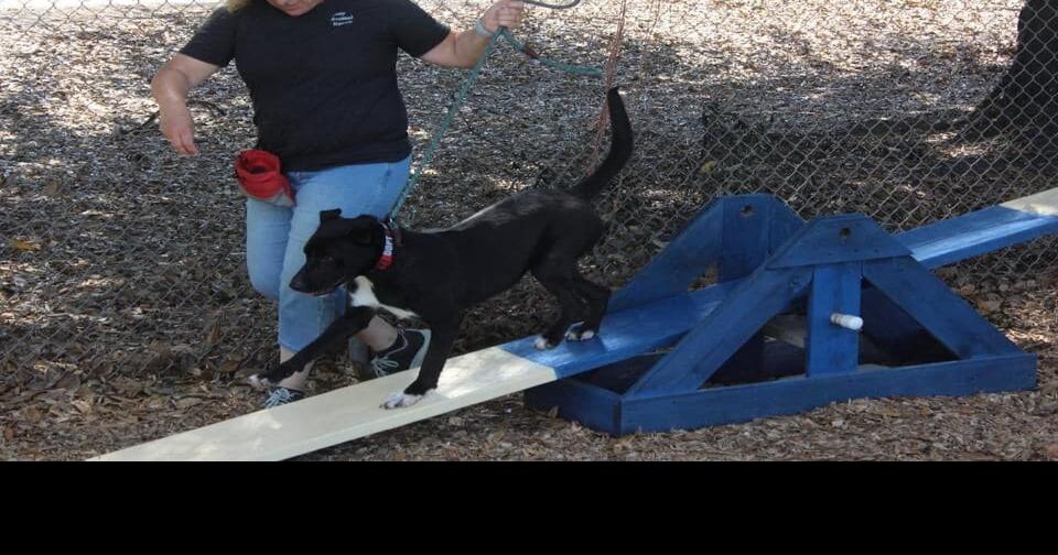 Local animal shelters hosting fundraisers this weekend | Lifestyles ...