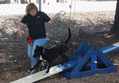 Local animal shelters hosting fundraisers this weekend | Lifestyles ...