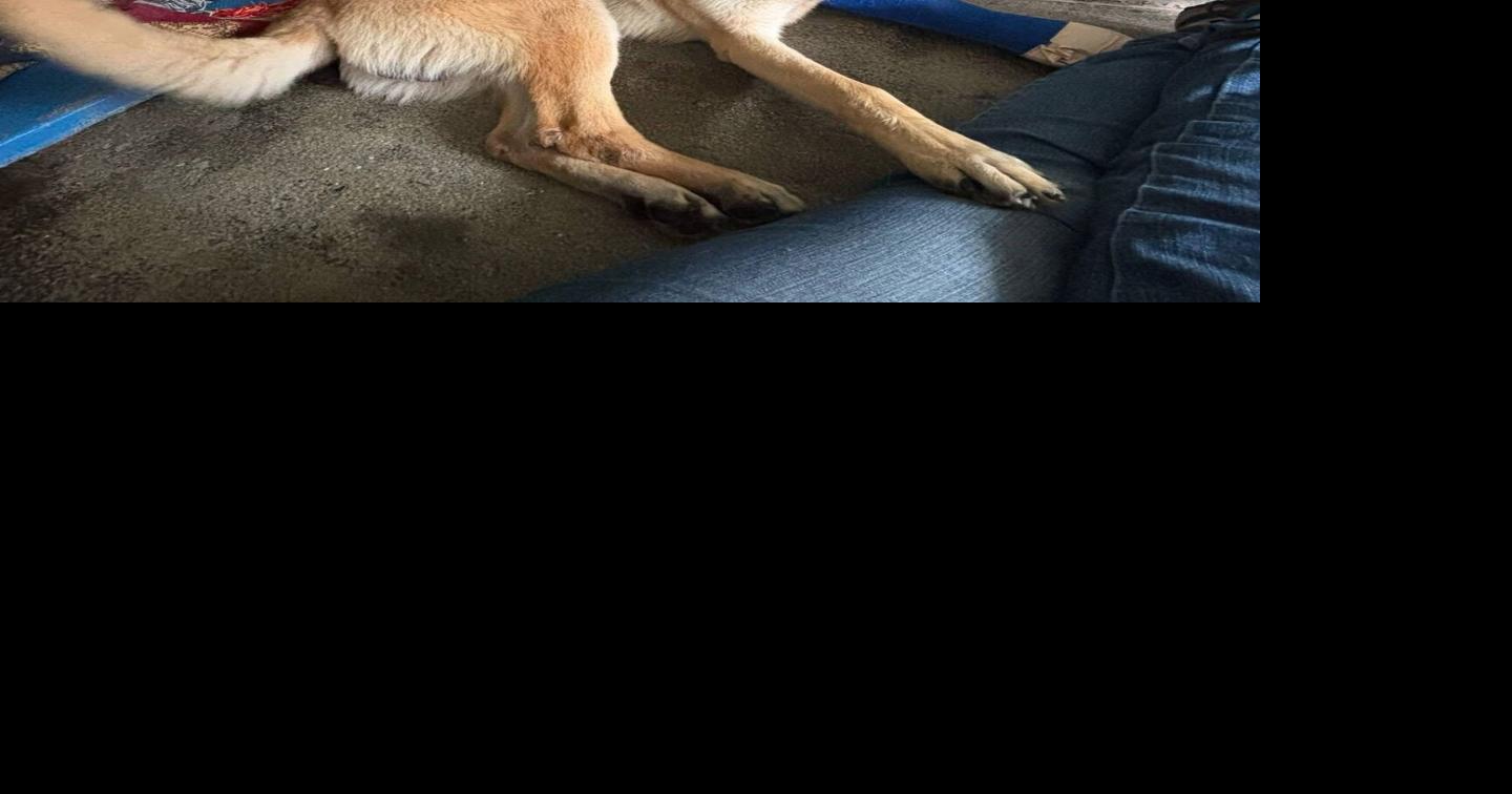 King’s Last Chance: Dog found under bridge now faces euthanasia ...