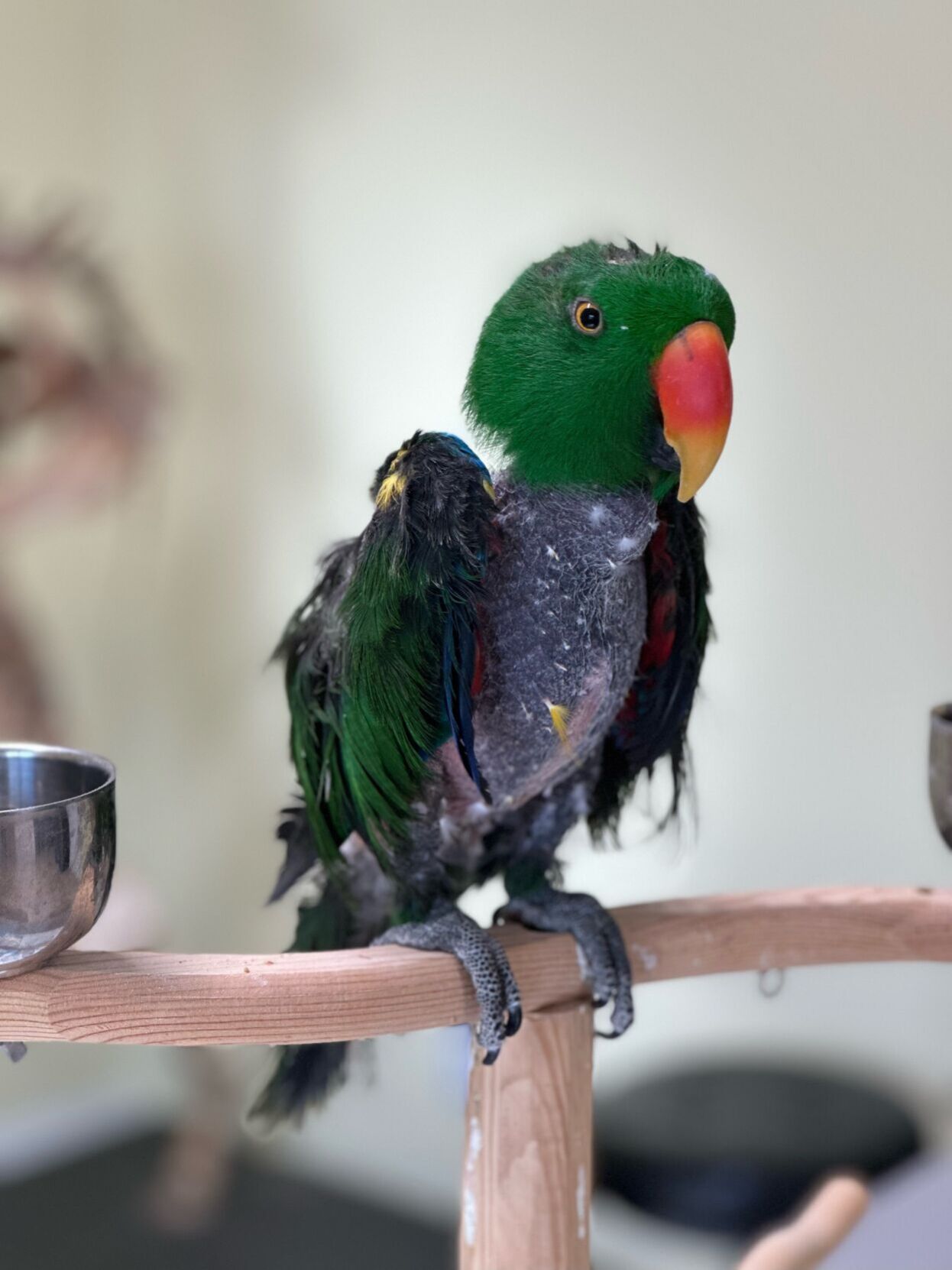 do eclectus parrots bite
