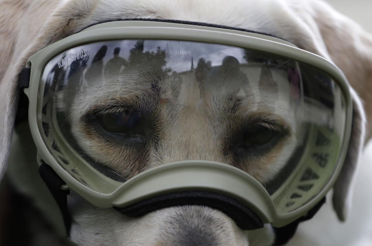 Photos: Mexican earthquake rescue dog becoming symbol of hope | Gallery ...