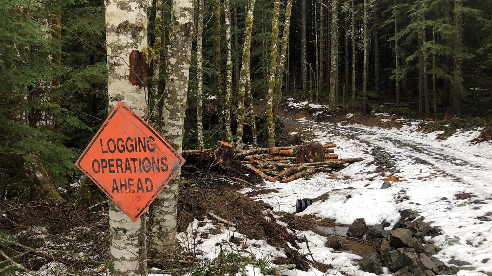 Washington forest parcel saved by a unique effort | National News ...