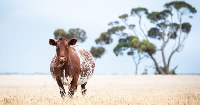The comfort of cows | Gene Lyons | Columnist | hanfordsentinel.com