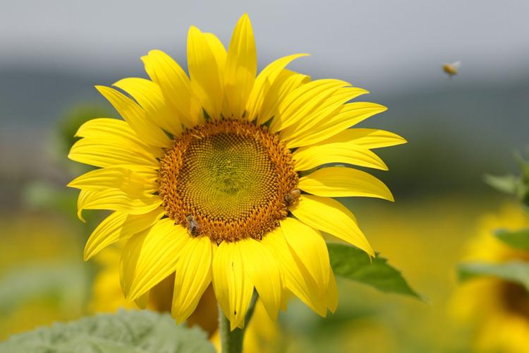 Bees in your garden? Here's the A to Z on bees. | Master Gardener ...